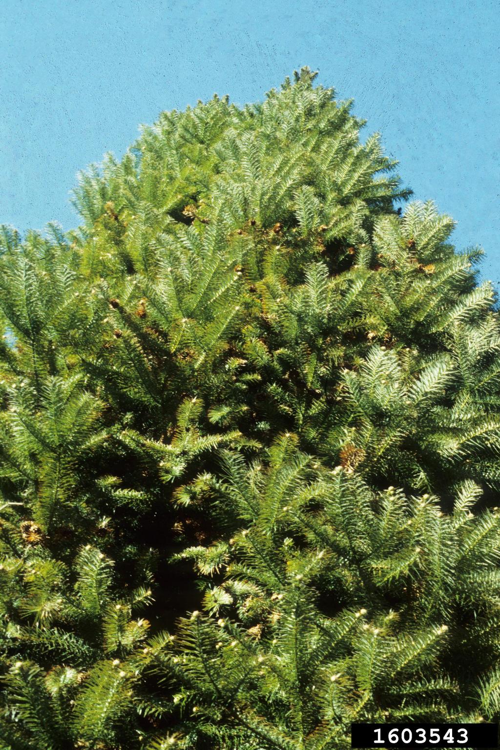 Chinese fir (Cunninghamia lanceolata (Lamb.) Hook.)