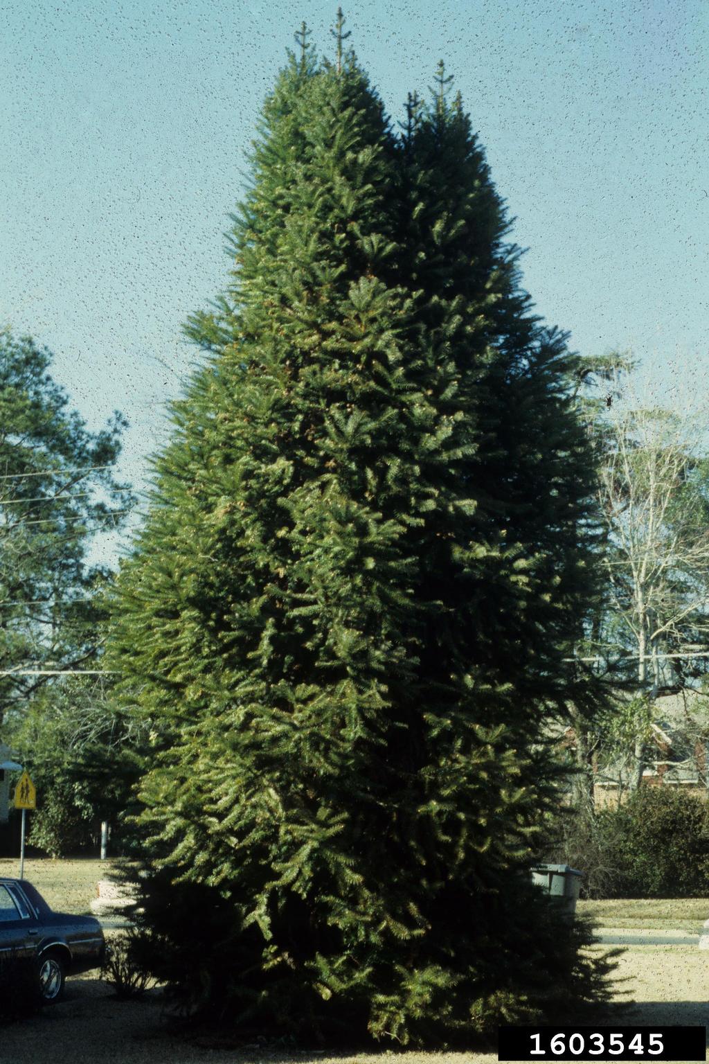 Chinese fir (Cunninghamia lanceolata (Lamb.) Hook.)