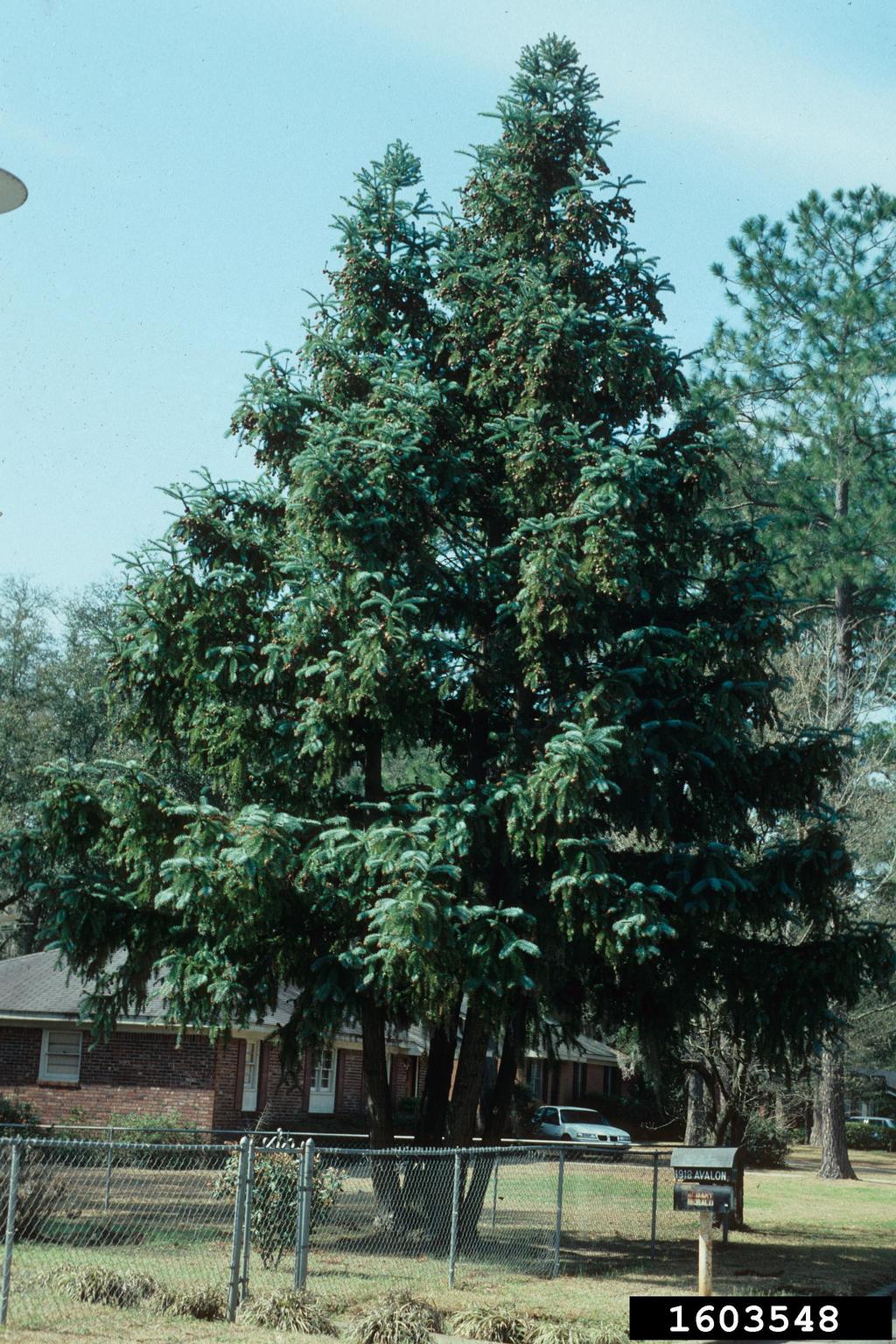 Chinese fir (Cunninghamia lanceolata)