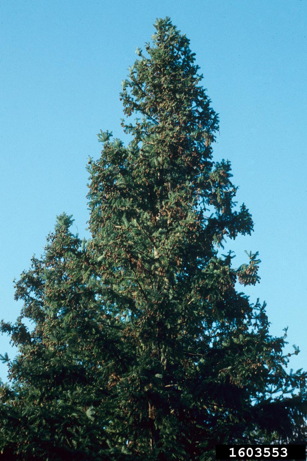 Chinese fir (Cunninghamia lanceolata (Lamb.) Hook.)