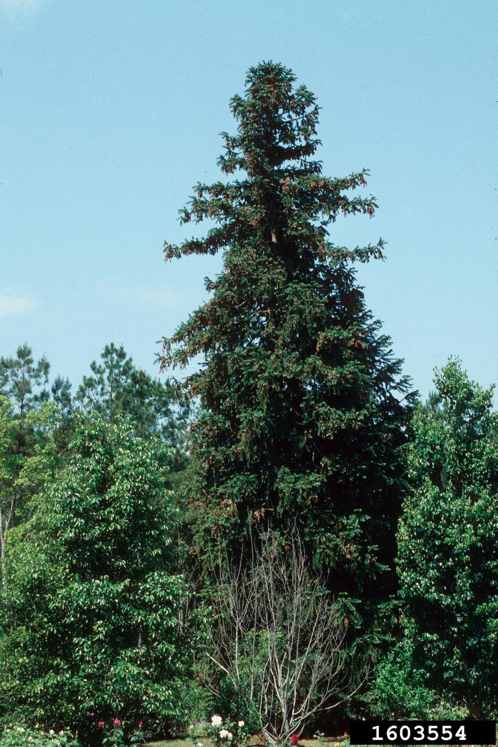 Chinese fir (Cunninghamia lanceolata (Lamb.) Hook.)