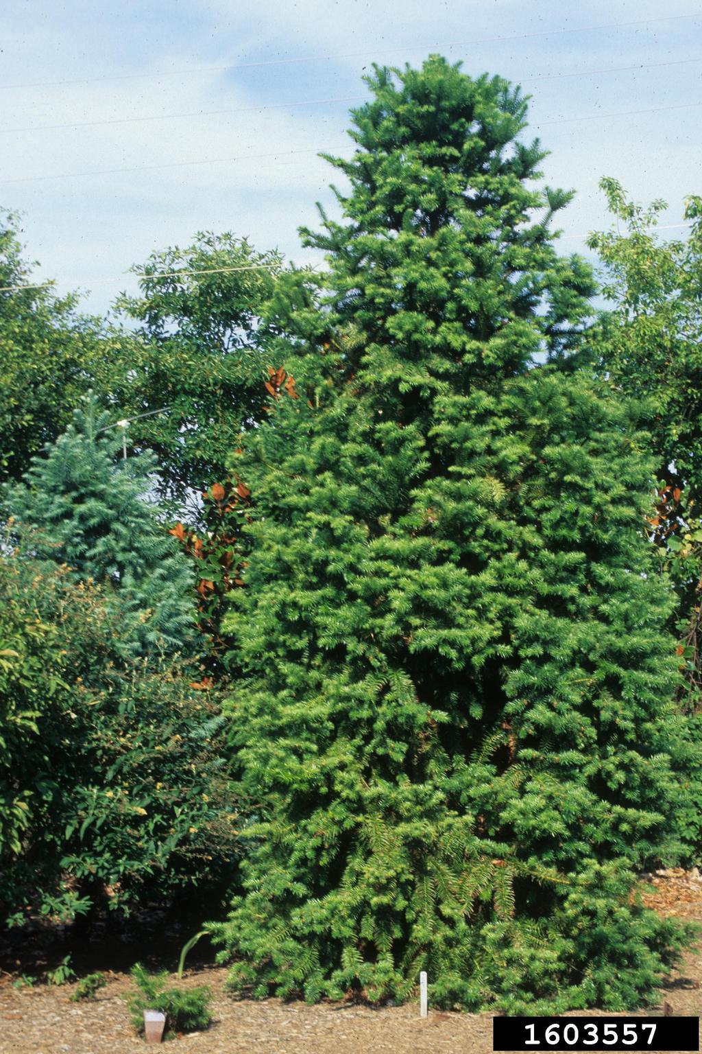 Chinese fir (Cunninghamia lanceolata)