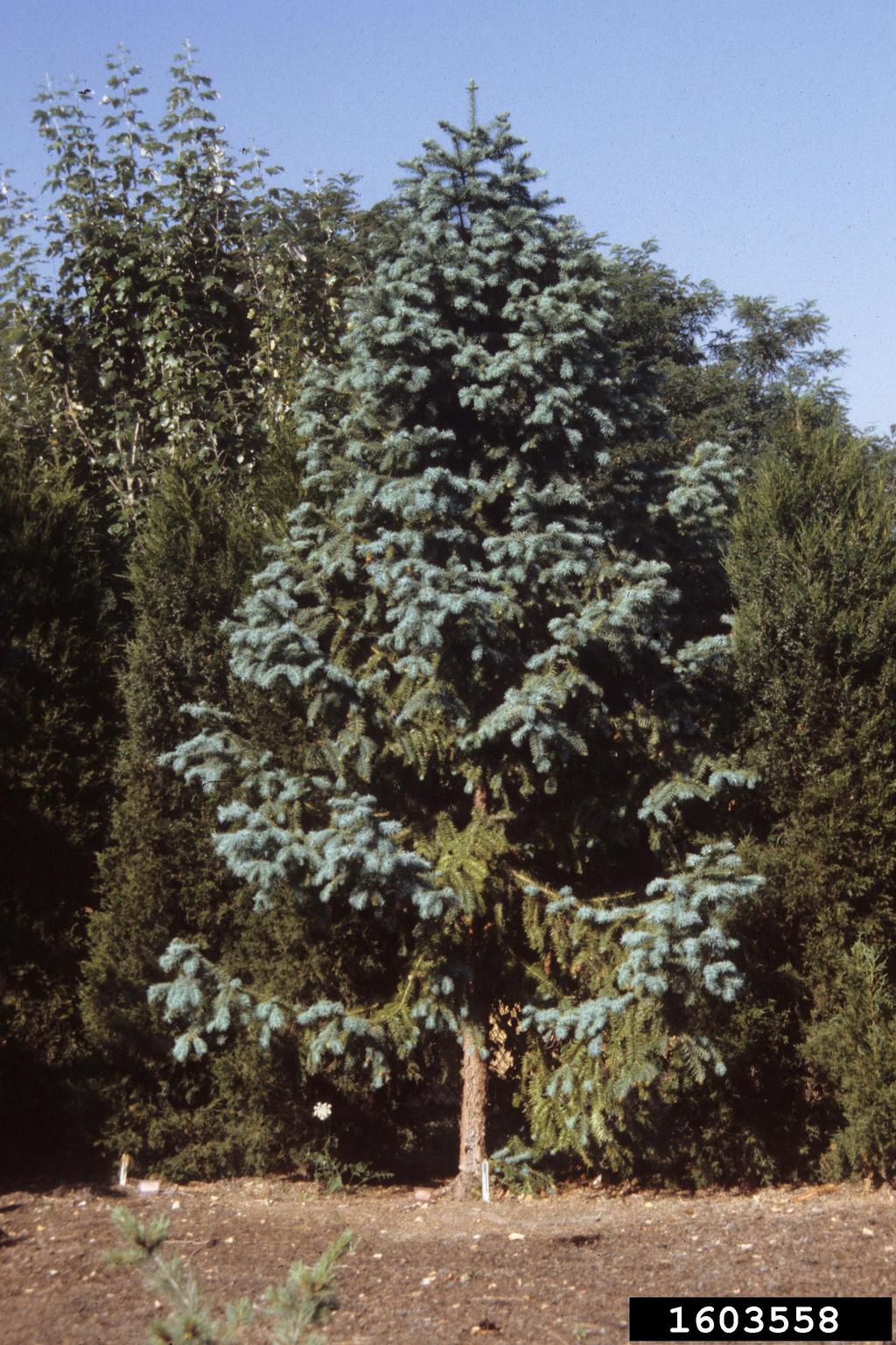 Chinese fir (Cunninghamia lanceolata)