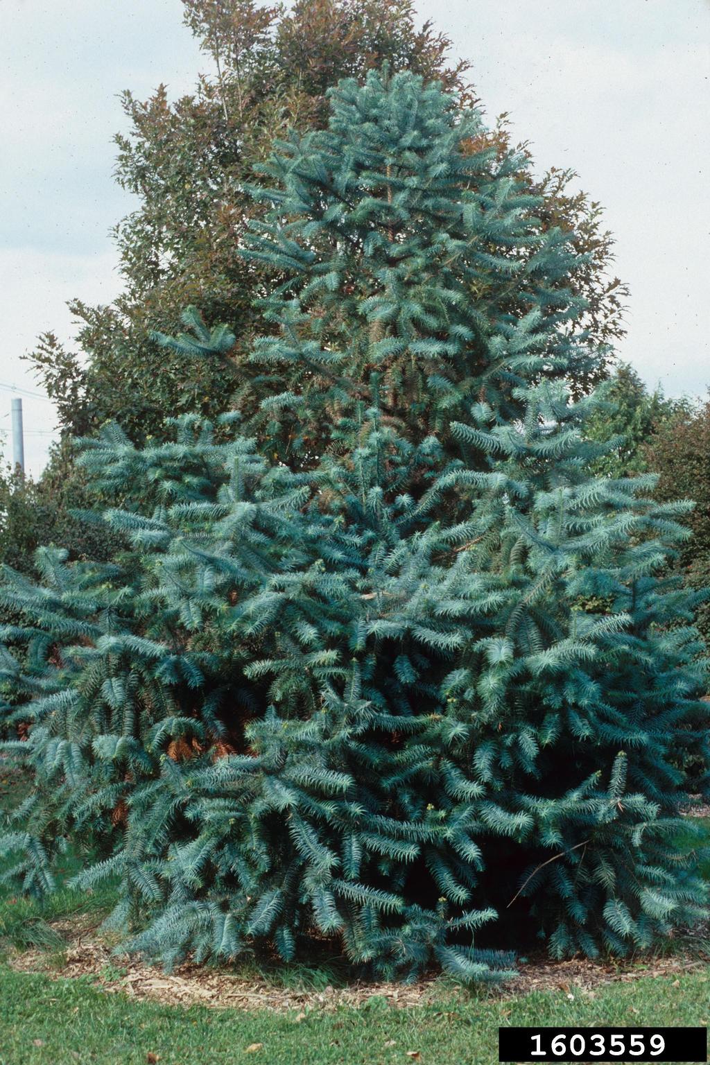 Chinese fir (Cunninghamia lanceolata)