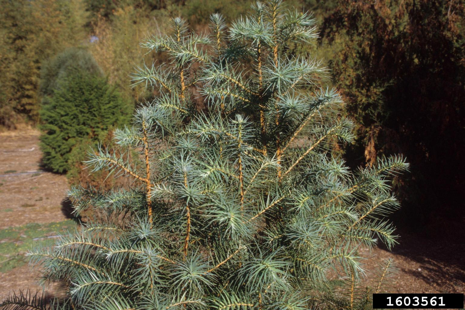 Taiwan cunninghamia (Cunninghamia lanceolata var. konishii)