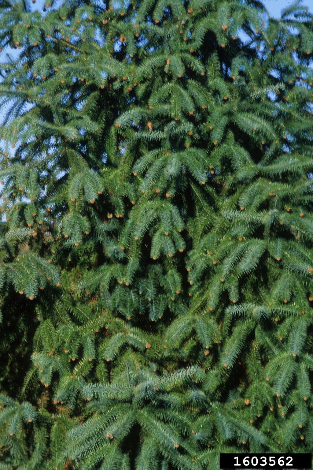Chinese fir (Cunninghamia lanceolata)