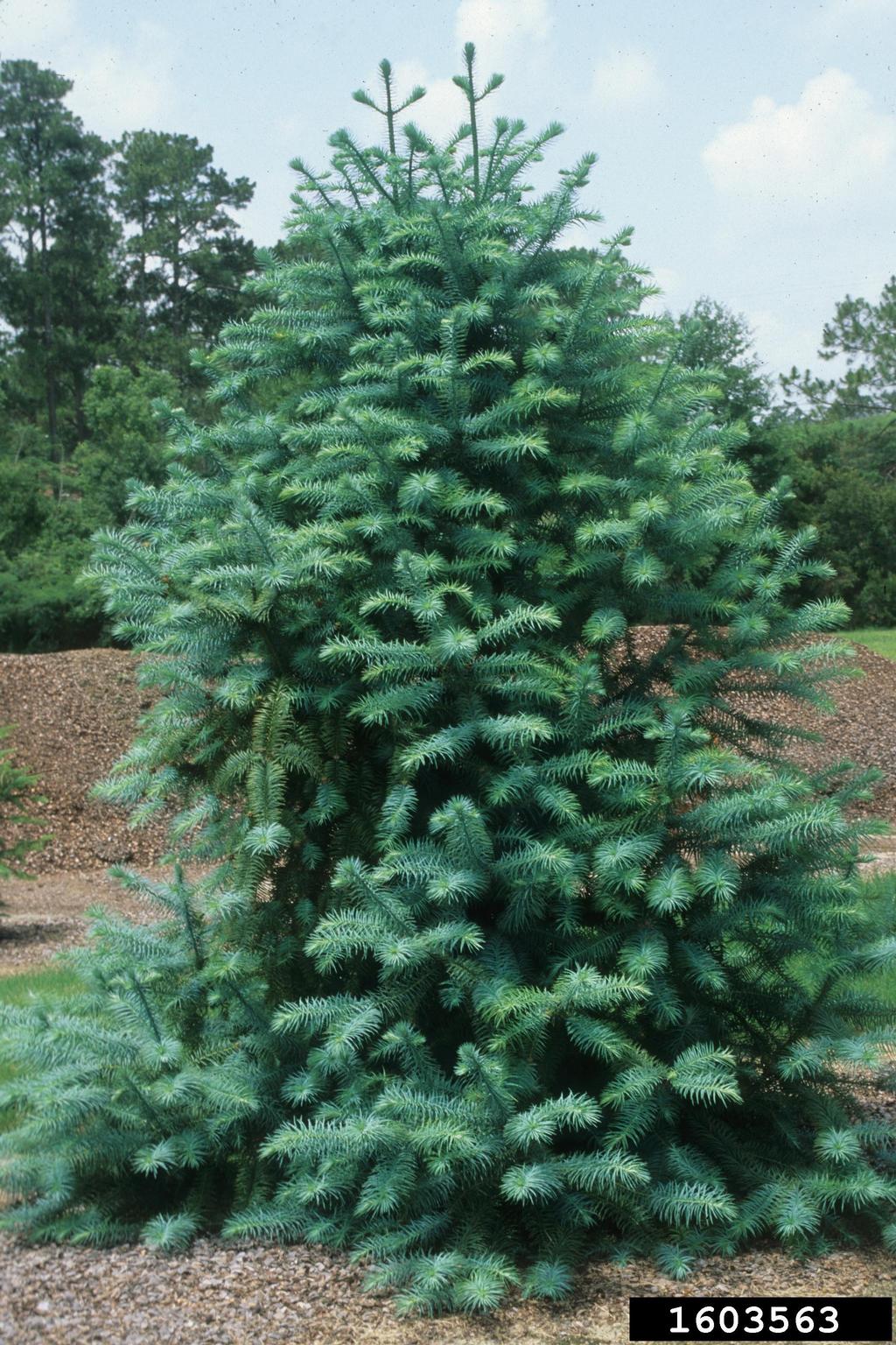 Chinese fir (Cunninghamia lanceolata)