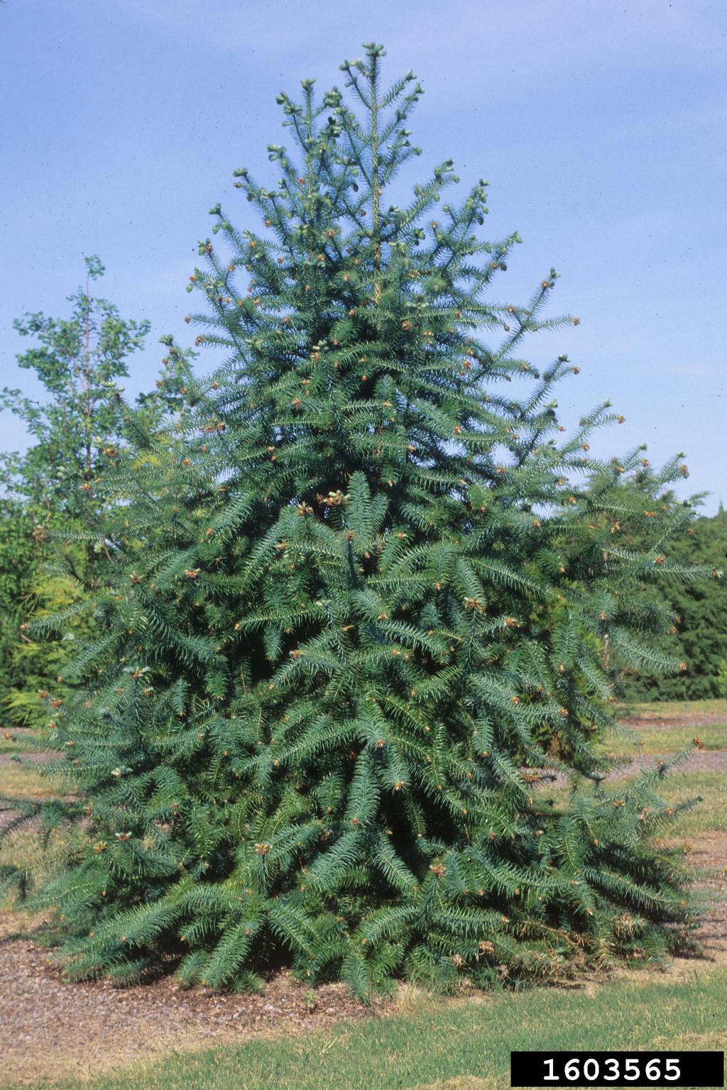 Chinese fir (Cunninghamia lanceolata (Lamb.) Hook.)