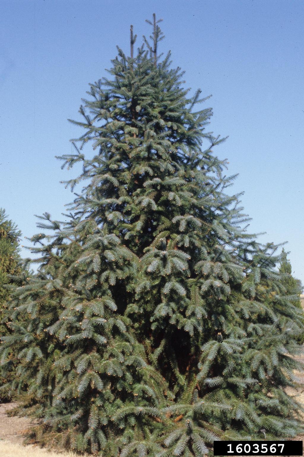 Chinese fir (Cunninghamia lanceolata (Lamb.) Hook.)