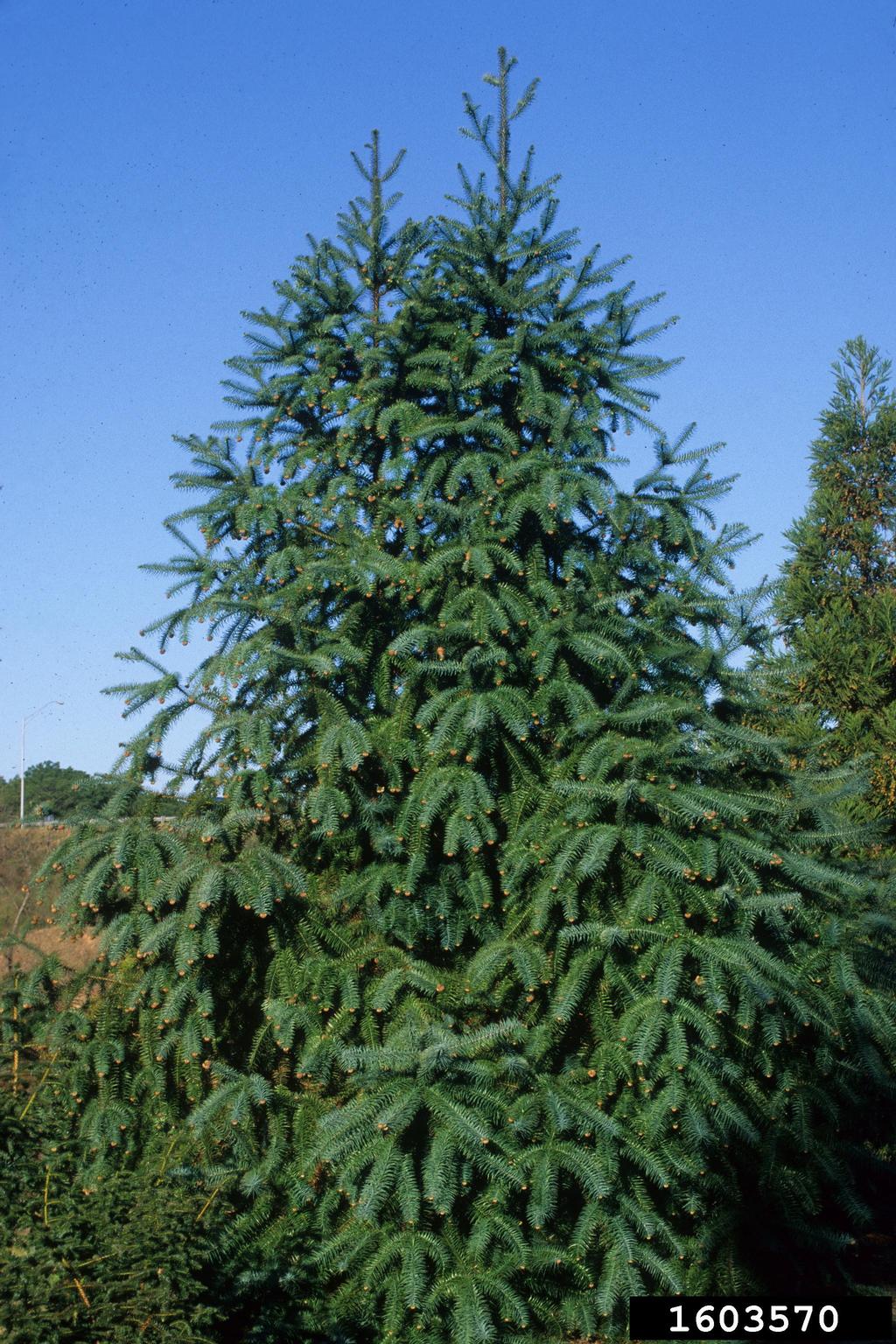 Chinese fir (Cunninghamia lanceolata)