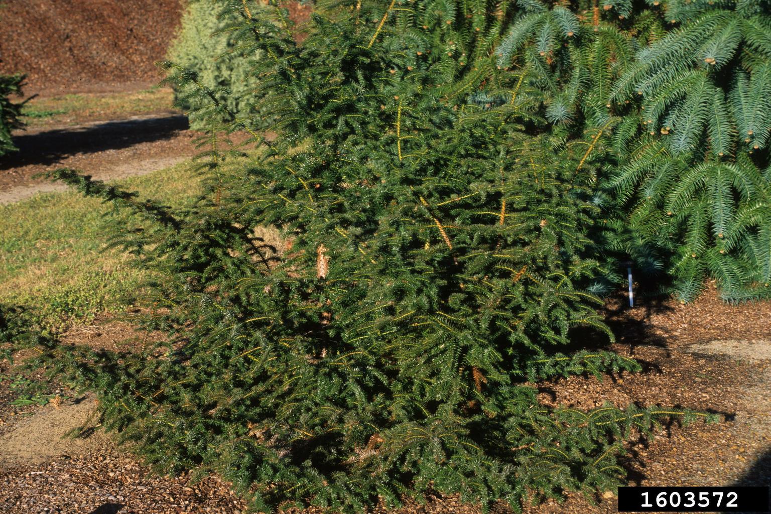 Chinese fir (Cunninghamia lanceolata (Lamb.) Hook.)