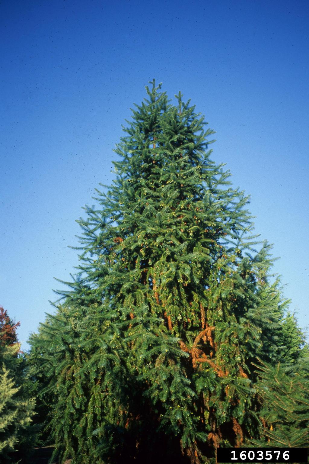 Chinese fir (Cunninghamia lanceolata)