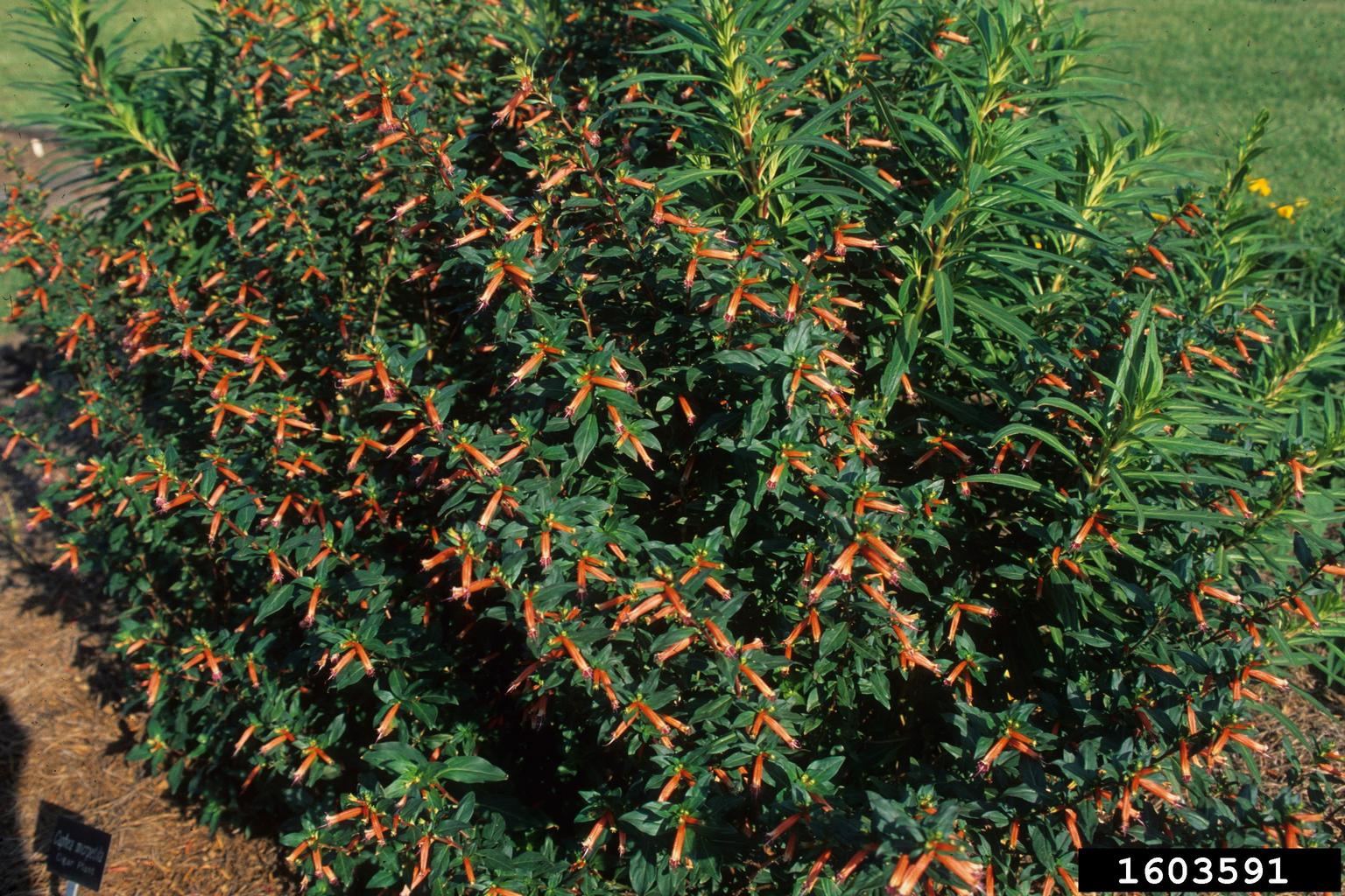 tall cigar plant (Cuphea micropetala Kunth)