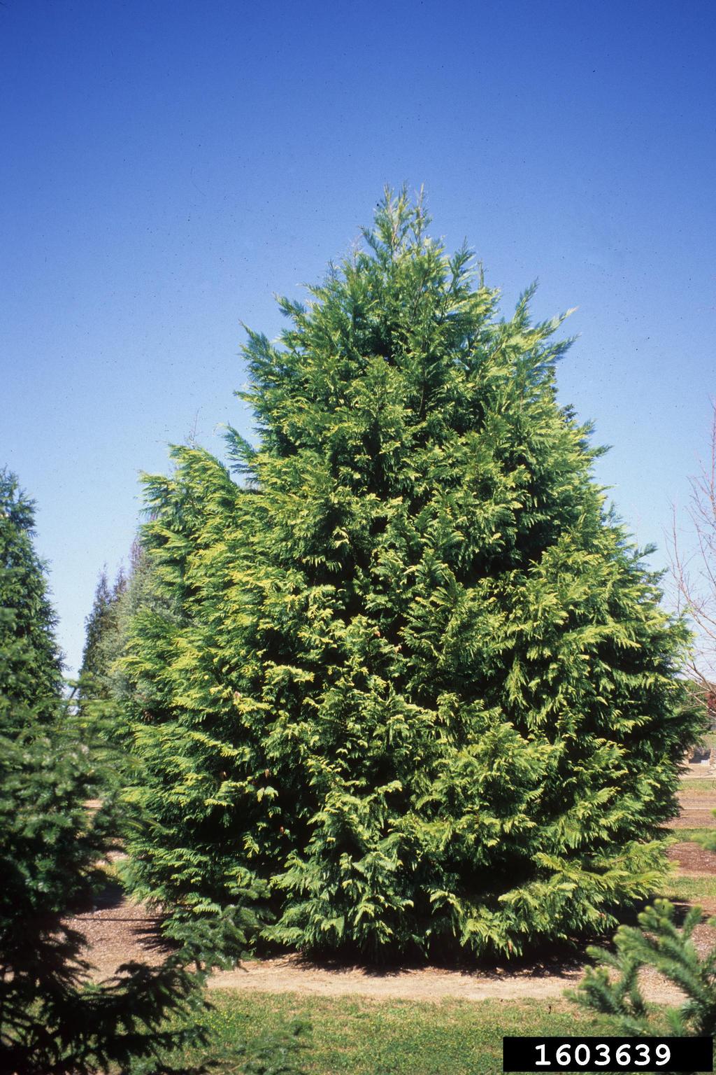 Leyland cypress (x Cupressocyparis leylandii)