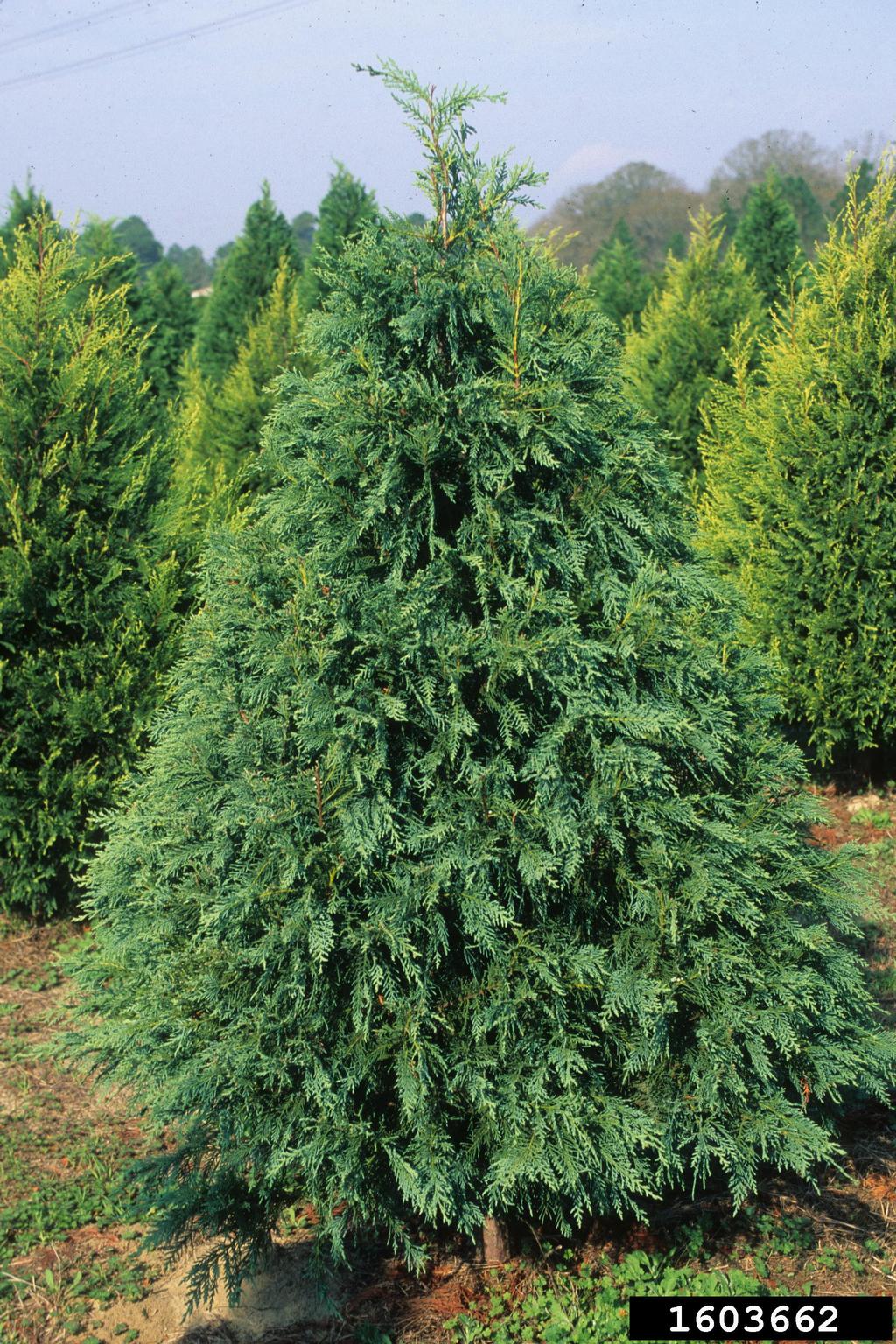 Leyland cypress (x Cupressocyparis leylandii)