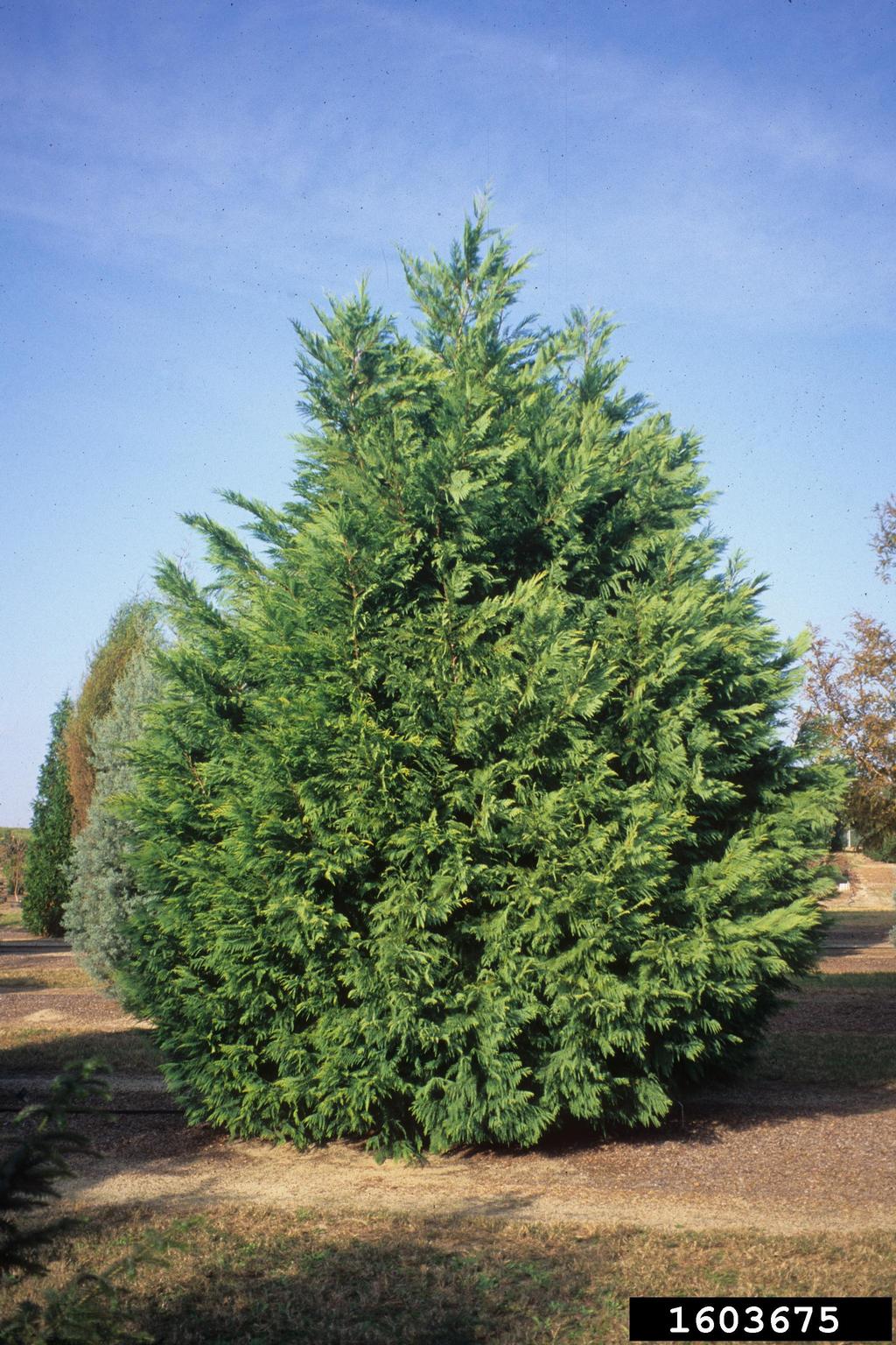 Leyland cypress (x Cupressocyparis leylandii)