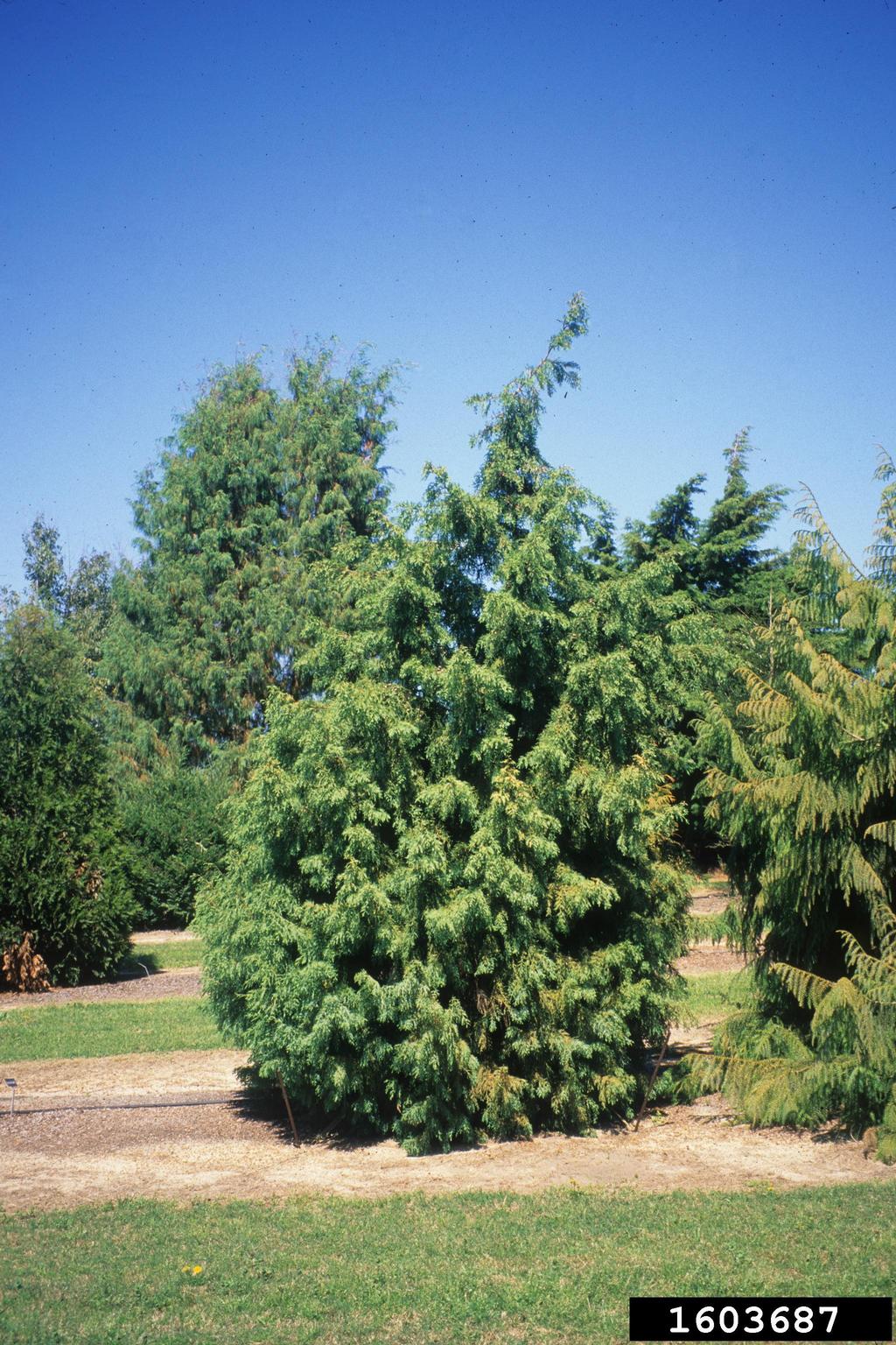 Mexican cypress/cedar of Goa (Cupressus lusitanica)