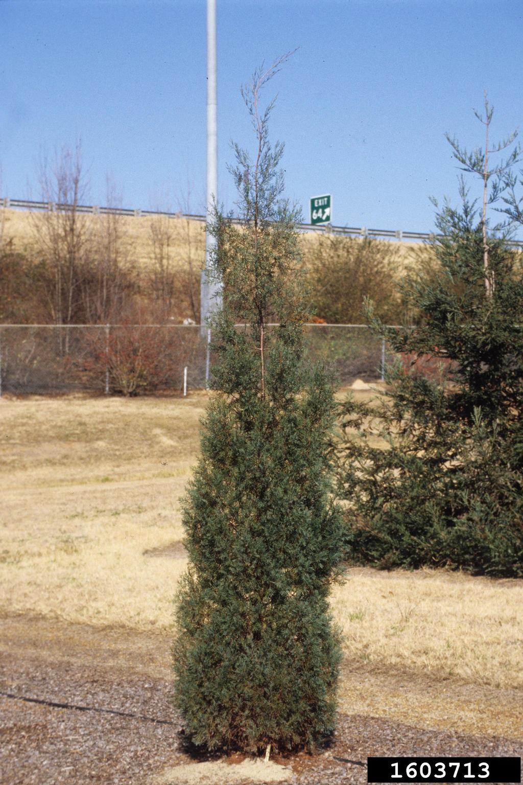 chinese cypress (Cupressus duclouxiana Hickel)