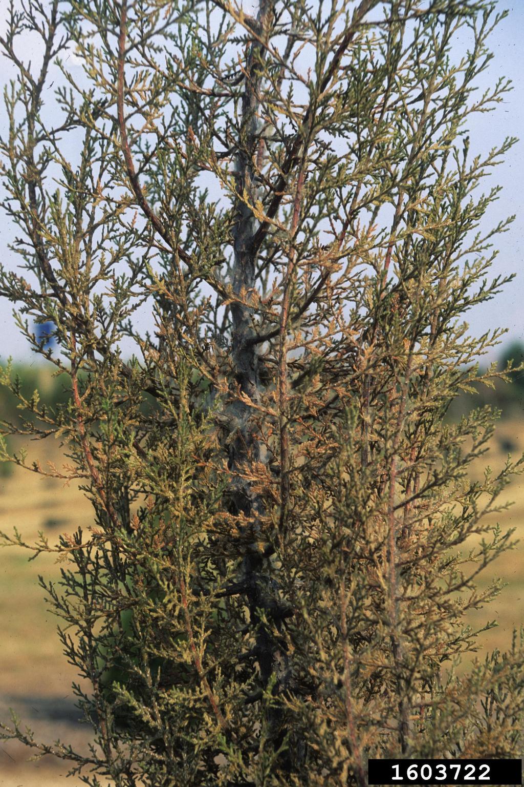 spruce spider mite (Oligonychus ununguis (Jacobi))