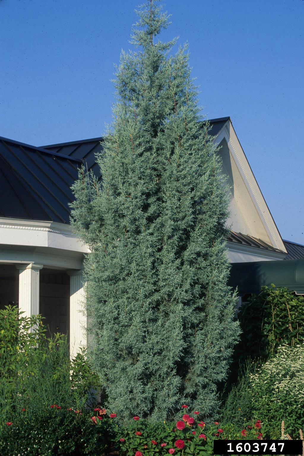 smooth arizona cypress (Cupressus arizonica var. glabra)