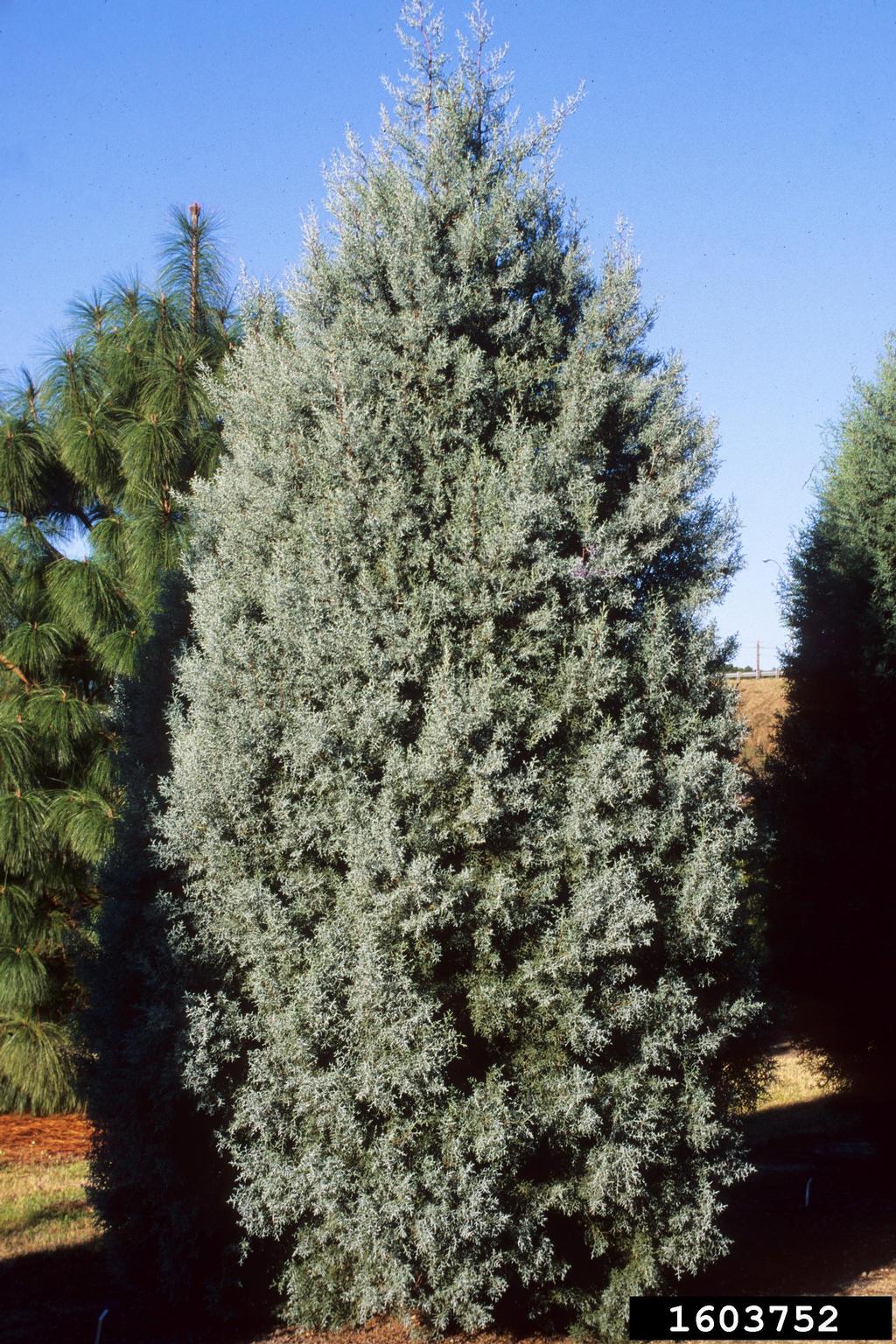 smooth arizona cypress (Cupressus arizonica var. glabra (Sudw.) Little)