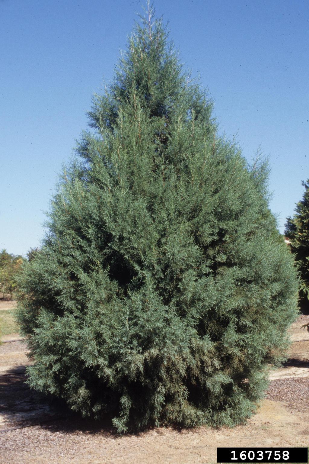 smooth arizona cypress (Cupressus arizonica var. glabra)