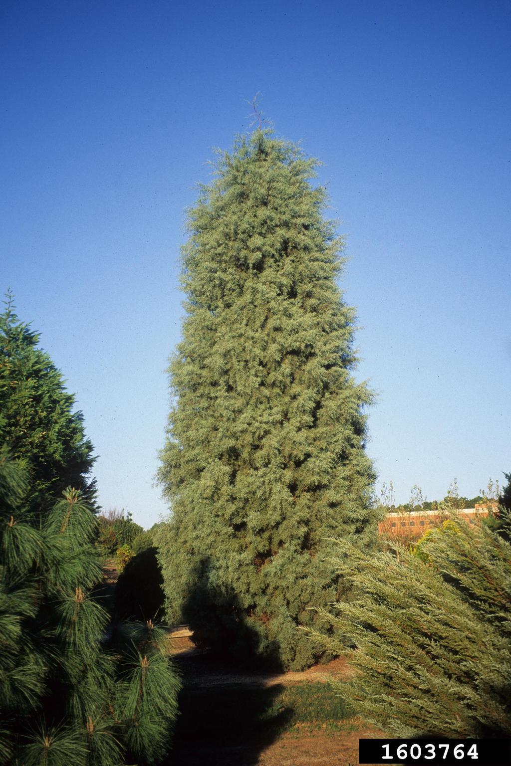 smooth arizona cypress (Cupressus arizonica var. glabra)