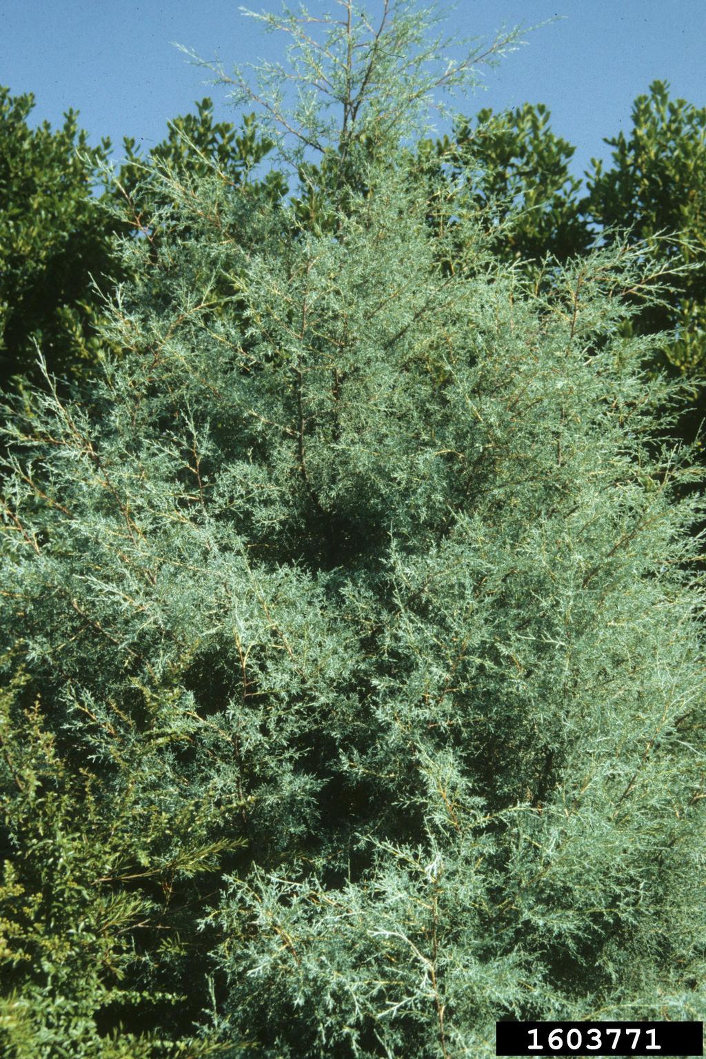 cypress (Genus Cupressus)