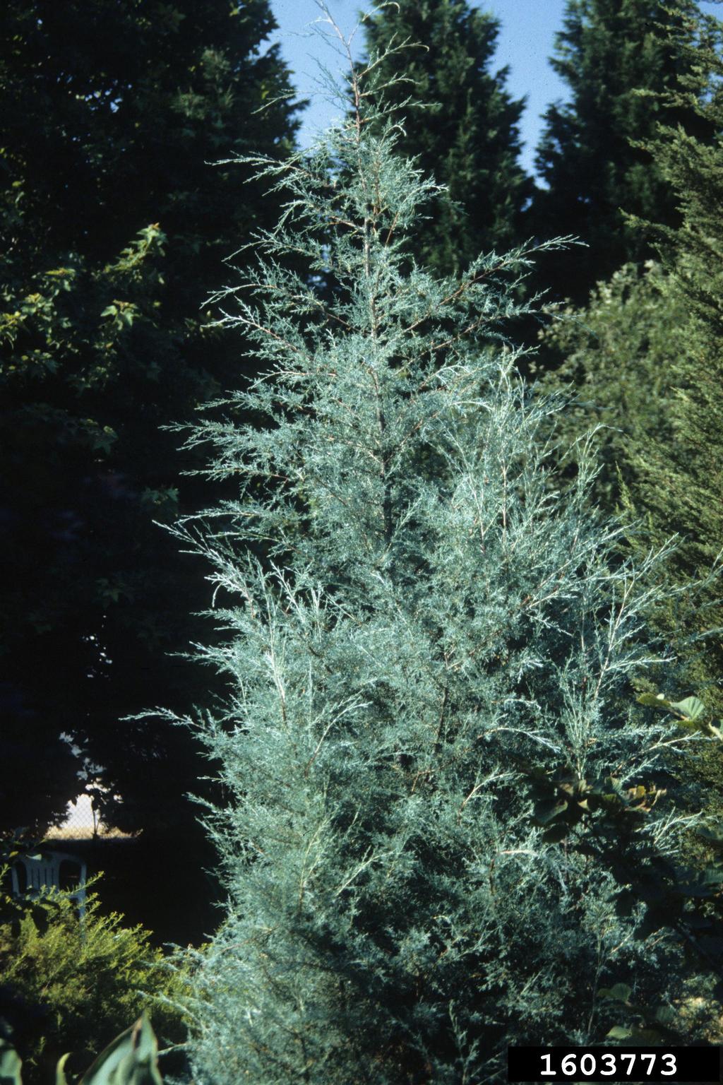 cypress (Genus Cupressus)