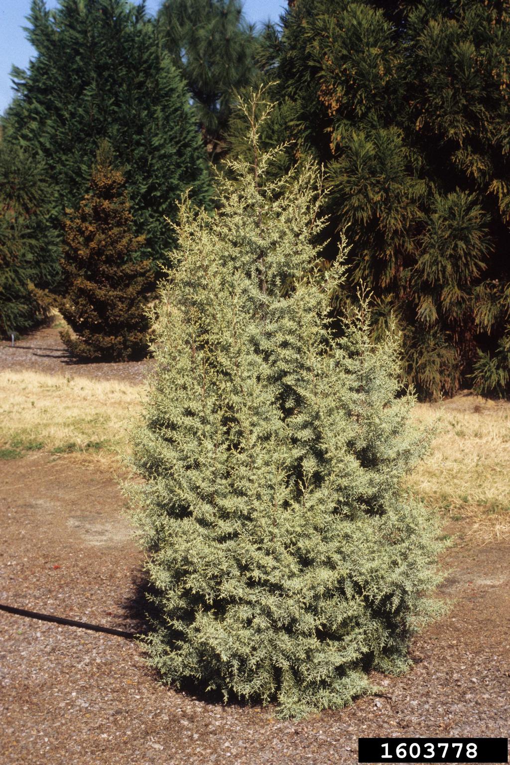 smooth arizona cypress (Cupressus arizonica var. glabra)
