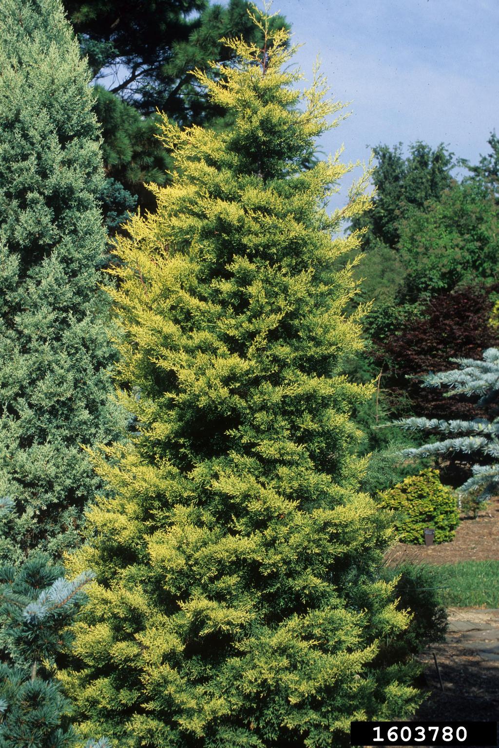 smooth arizona cypress (Cupressus arizonica var. glabra)