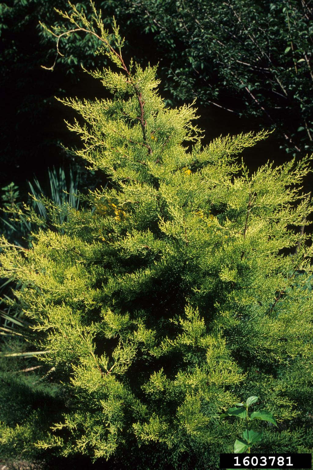 smooth arizona cypress (Cupressus arizonica var. glabra (Sudw.) Little)