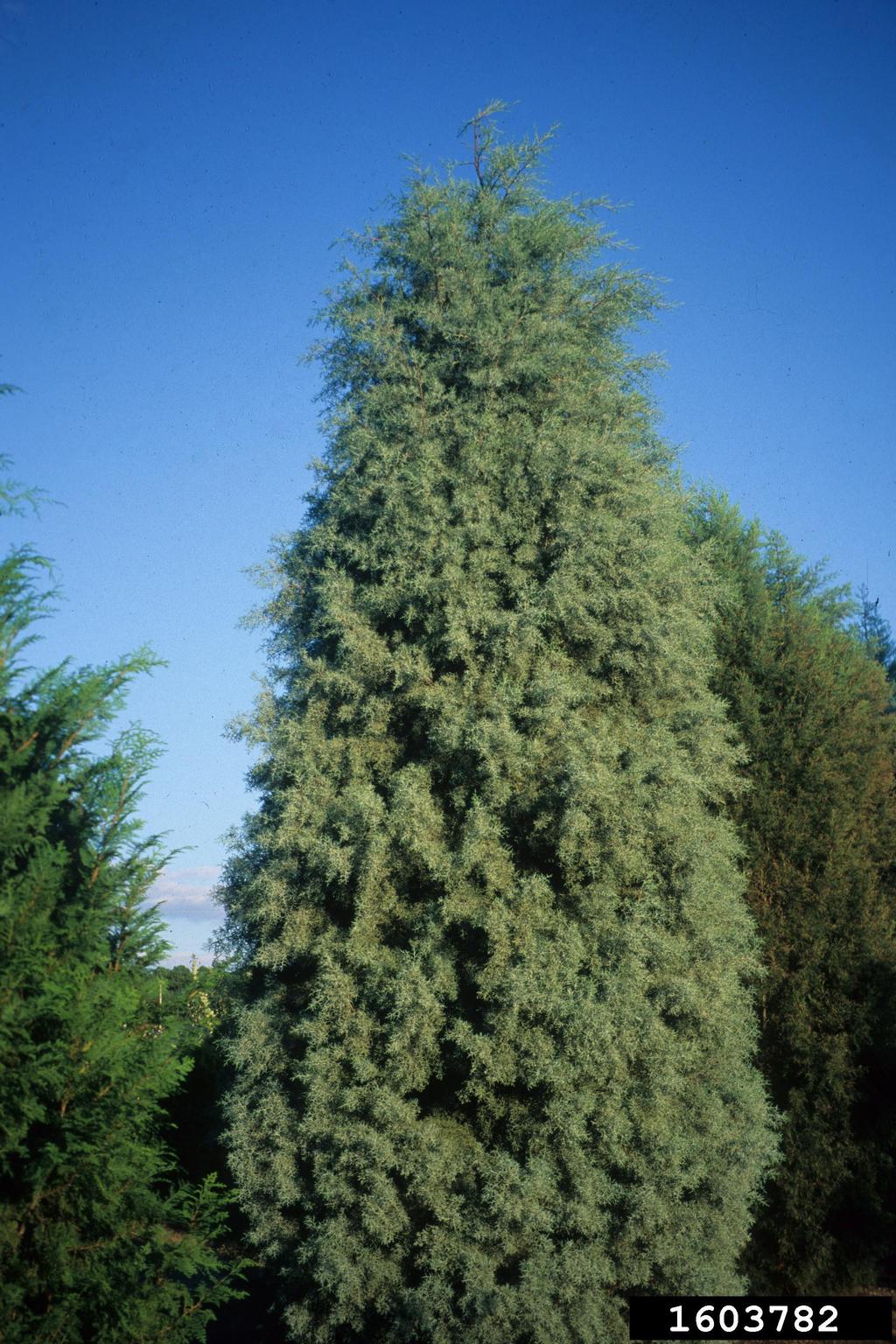 smooth arizona cypress (Cupressus arizonica var. glabra (Sudw.) Little)