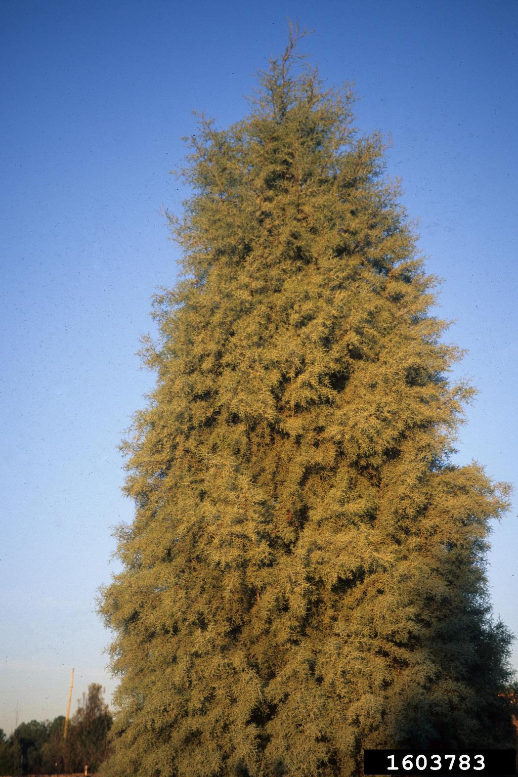 smooth arizona cypress (Cupressus arizonica var. glabra)
