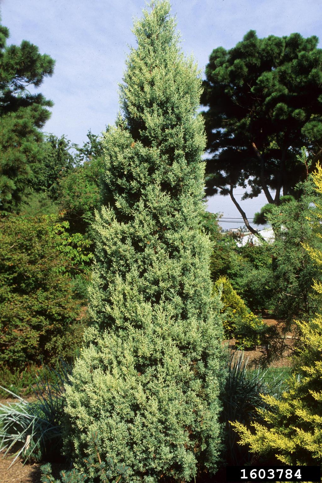 smooth arizona cypress (Cupressus arizonica var. glabra)