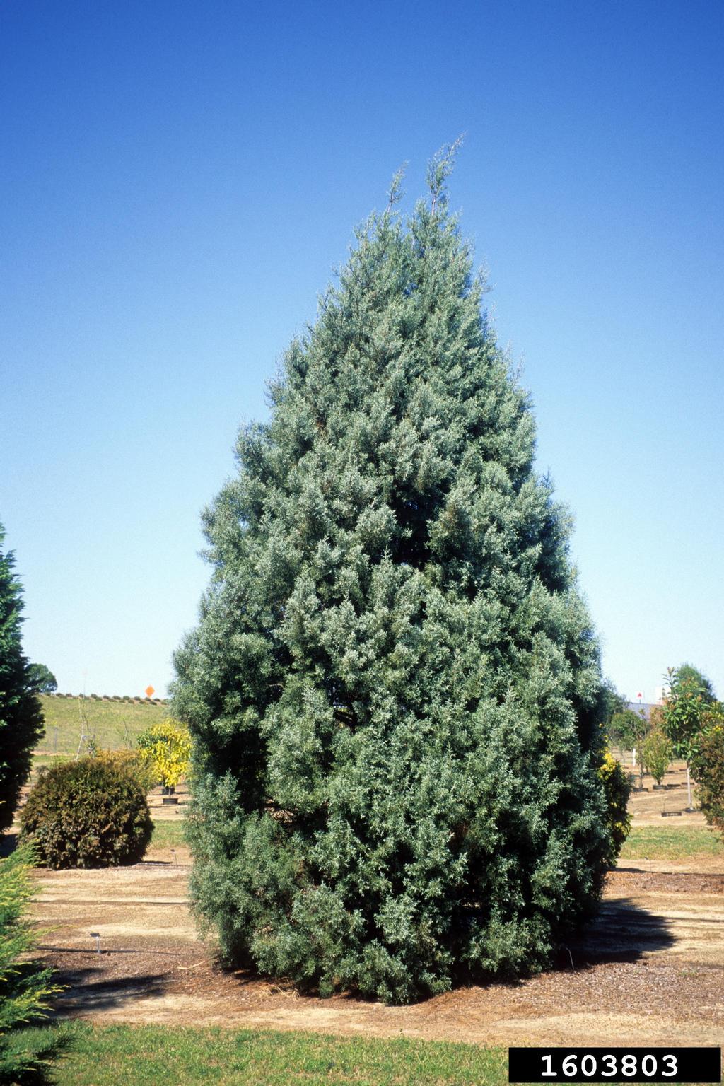smooth arizona cypress (Cupressus arizonica var. glabra)
