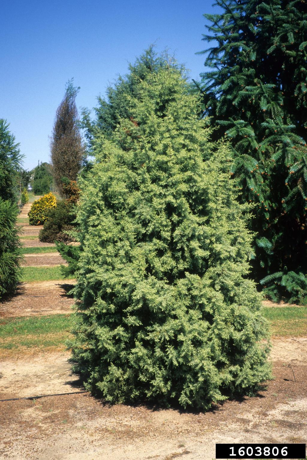 smooth arizona cypress (Cupressus arizonica var. glabra)