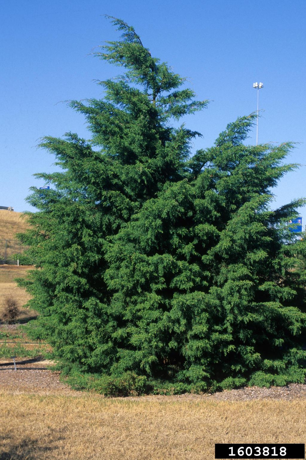 Mexican cypress/cedar of Goa (Cupressus lusitanica)