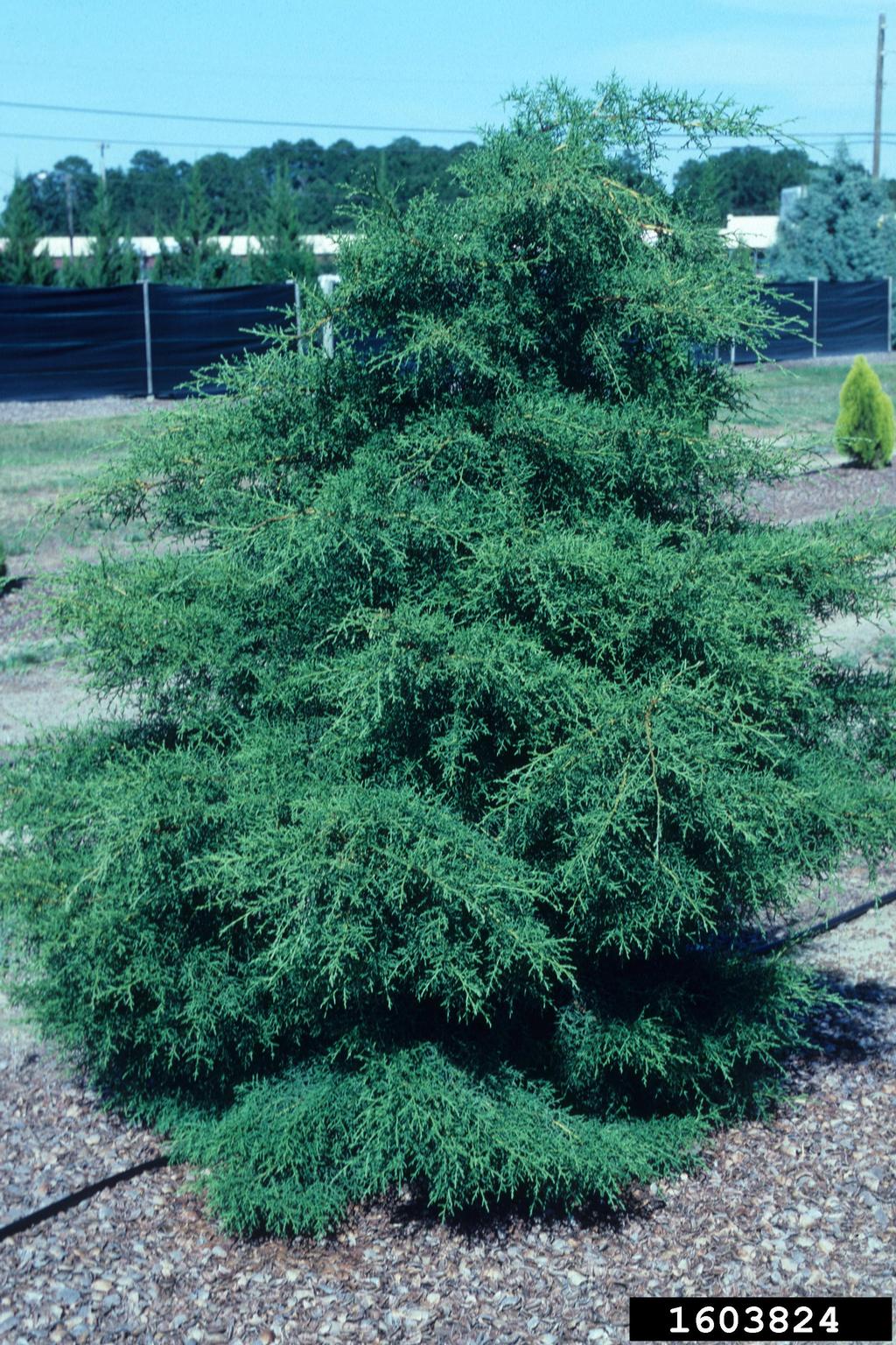 Mexican cypress/cedar of Goa (Cupressus lusitanica Miller)