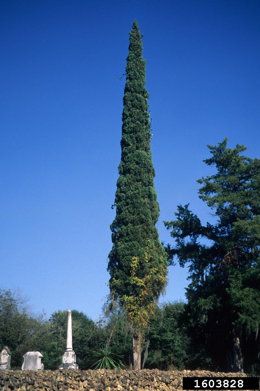 Italian cypress (Cupressus sempervirens L.)