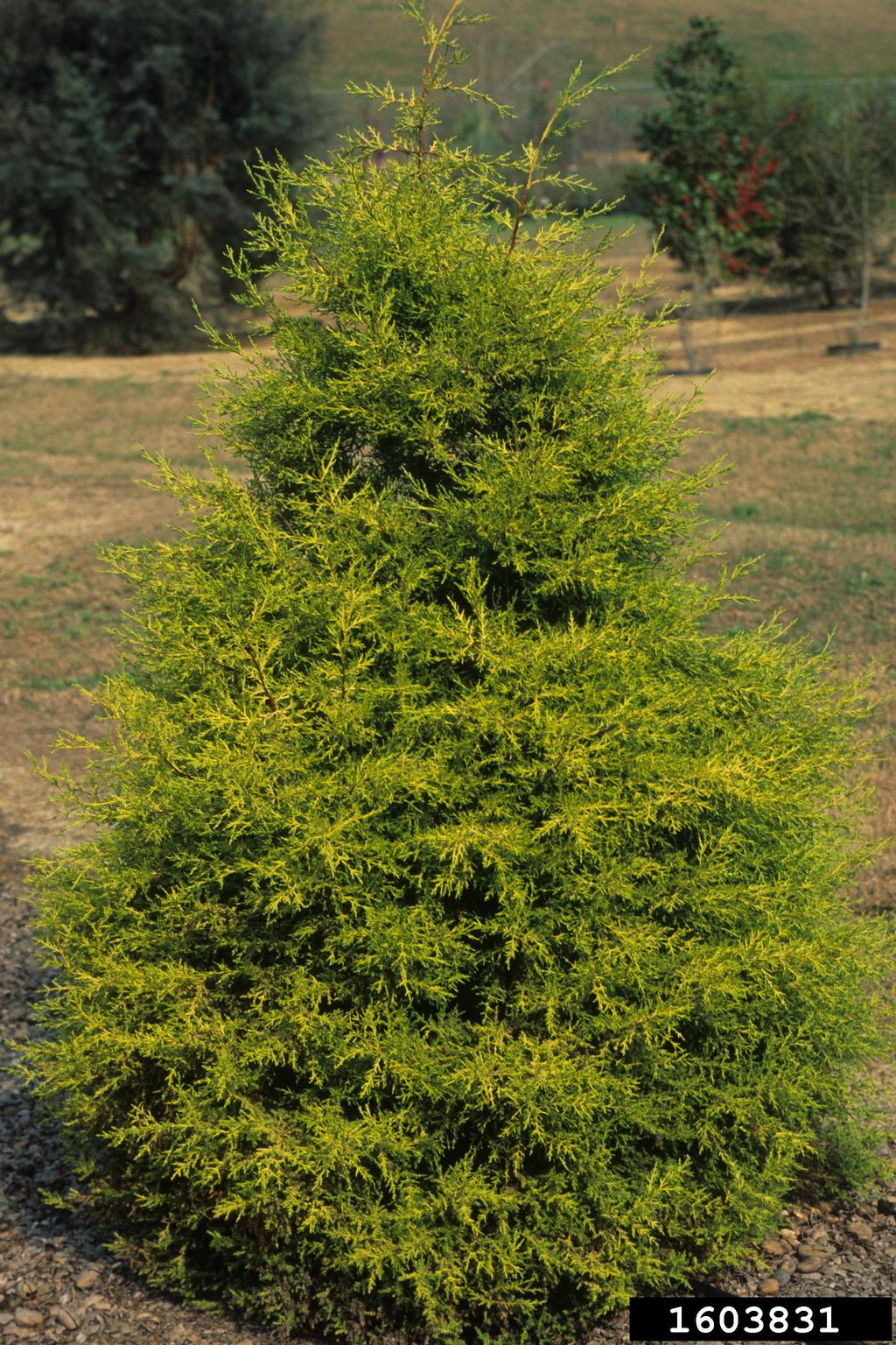 Monterey cypress (Cupressus macrocarpa)