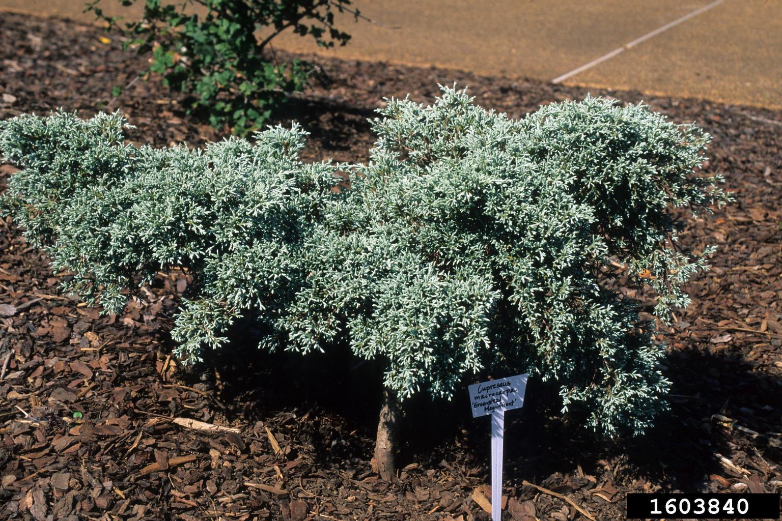 Monterey cypress (Cupressus macrocarpa)