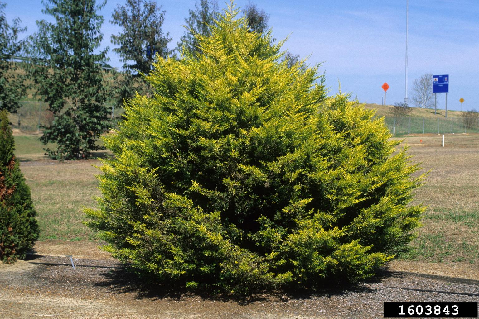Monterey cypress (Cupressus macrocarpa Hartw. ex Gord.)
