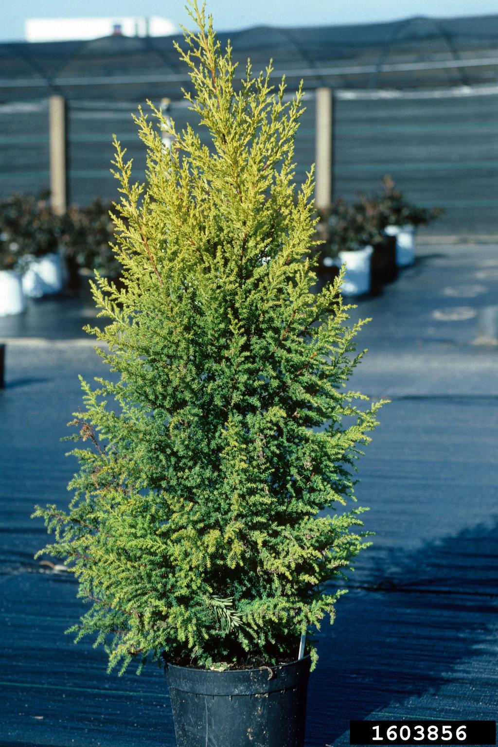 Monterey cypress (Cupressus macrocarpa Hartw. ex Gord.)