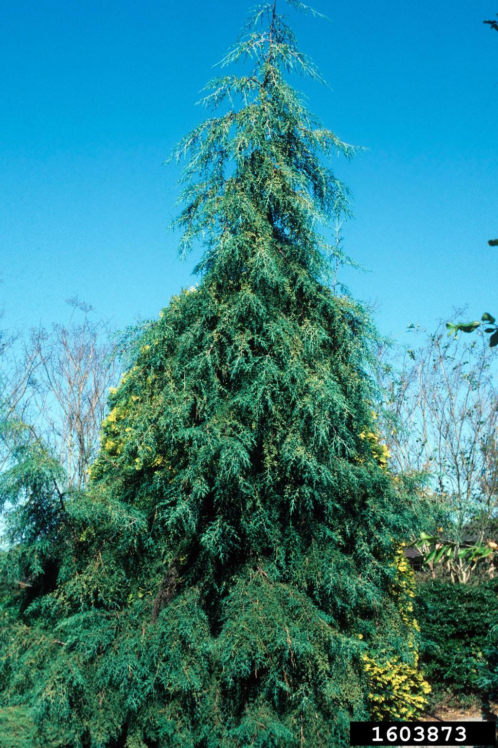 cypress (Genus Cupressus)