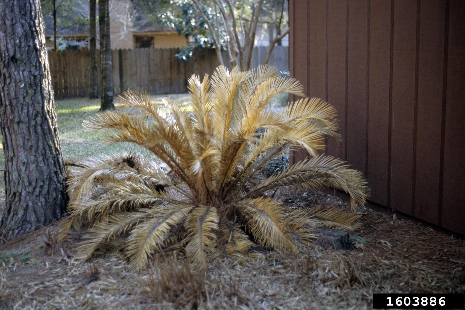 sago palm (Cycas revoluta)
