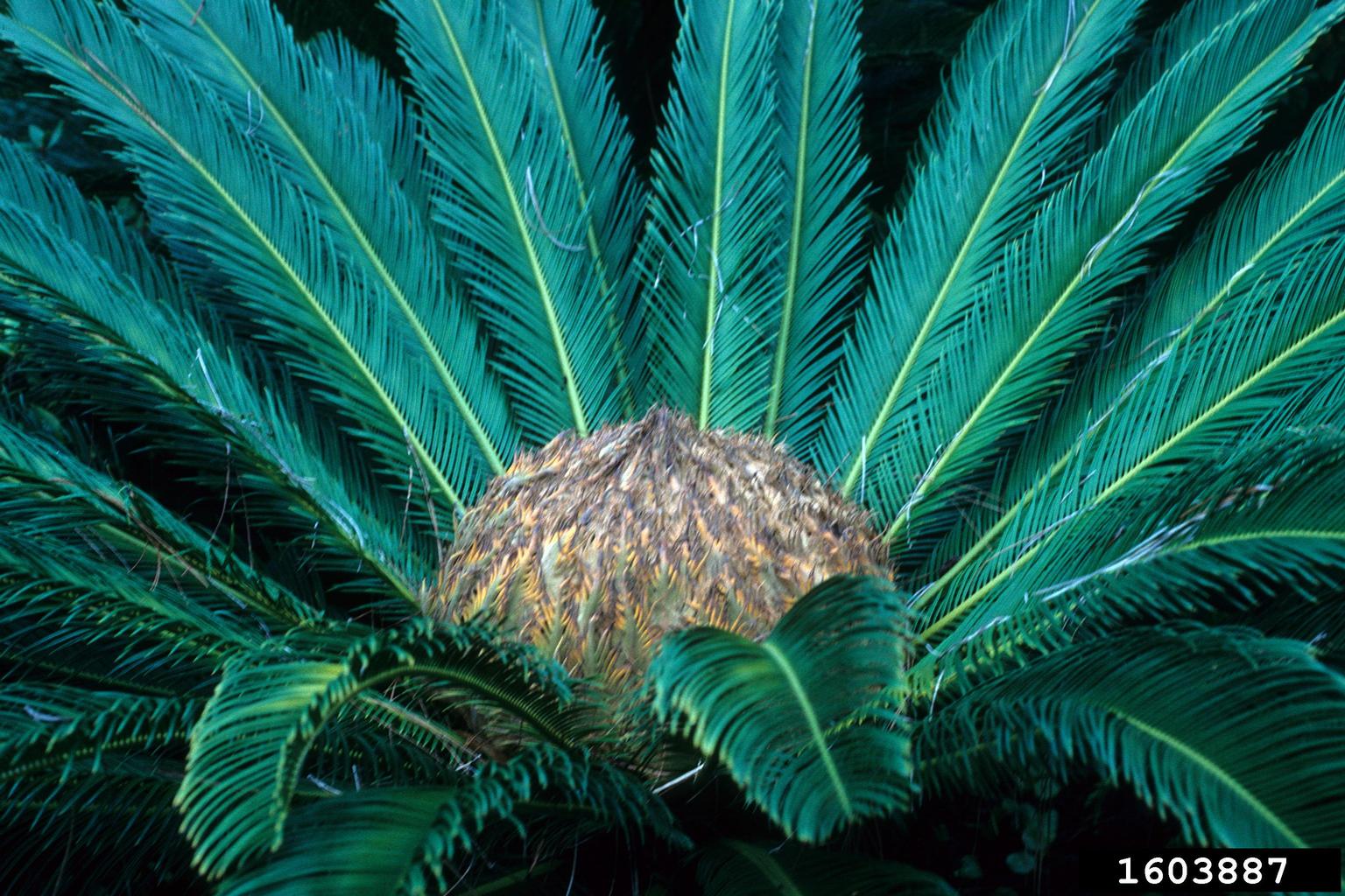 sago palm (Cycas revoluta Thunb.)