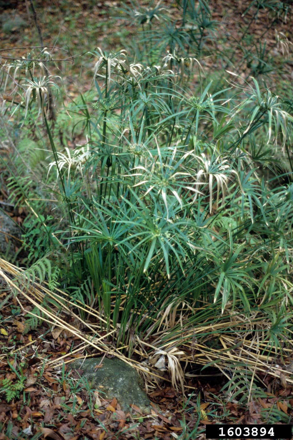 umbrella plant (Cyperus involucratus Rottb)