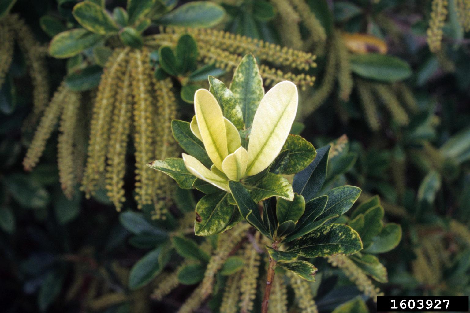 swamp titi (Cyrilla racemiflora Linnaeus)