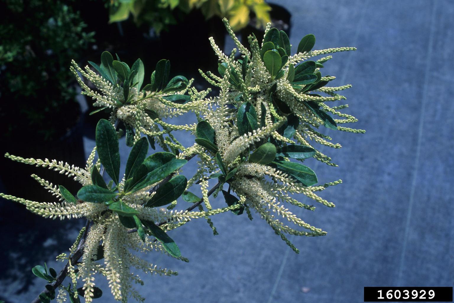swamp titi (Cyrilla racemiflora)